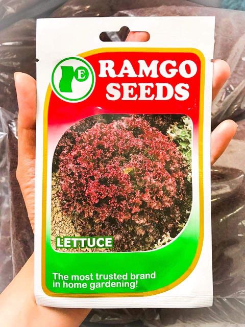 Ramgo Lettuce Lollo Rosa Seeds, Furniture & Home Living, Gardening ...