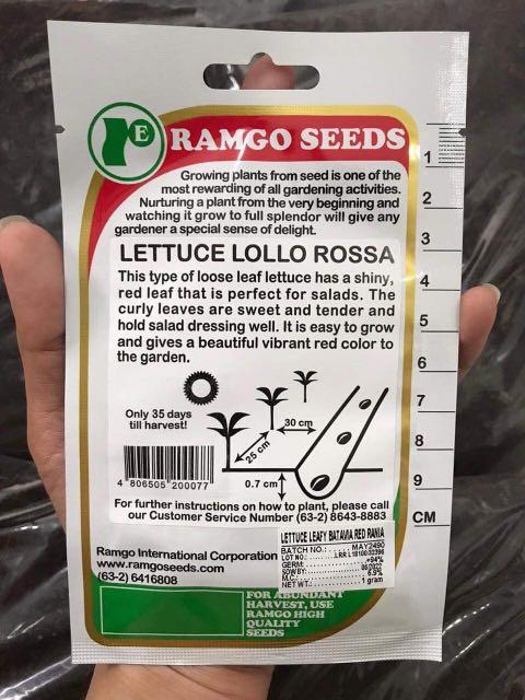 Ramgo Lettuce Lollo Rosa Seeds, Furniture & Home Living, Gardening ...