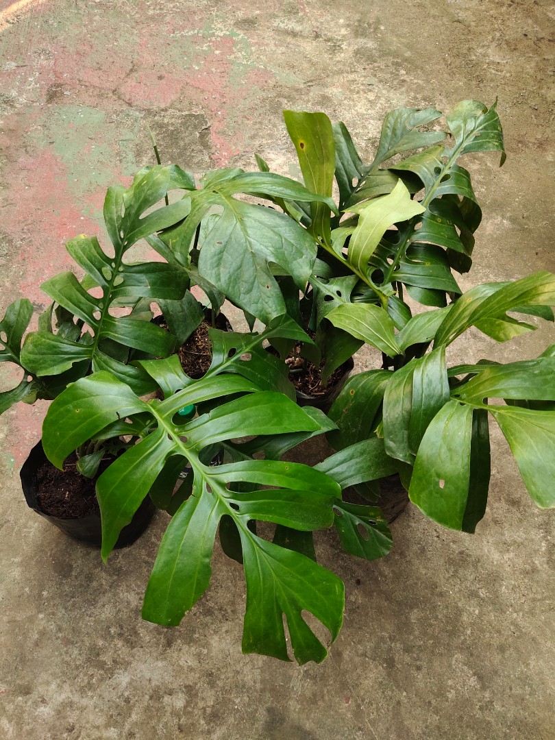 Amydrium (monstera family), trailing plant and dragons tail (tibatib ...