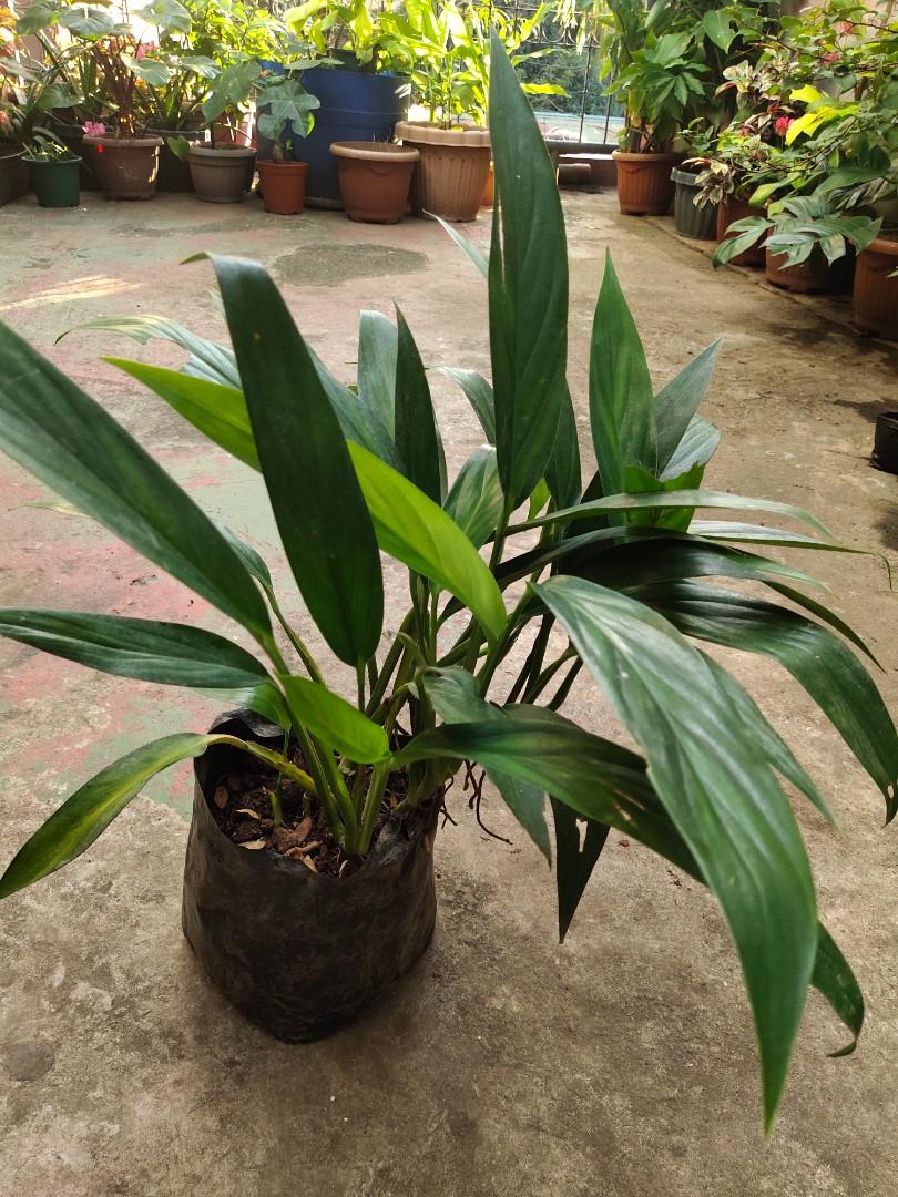 Amydrium (monstera family), trailing plant and dragons tail (tibatib ...