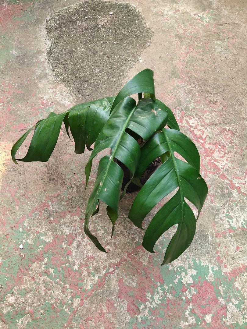 Amydrium (monstera family), trailing plant and dragons tail (tibatib ...