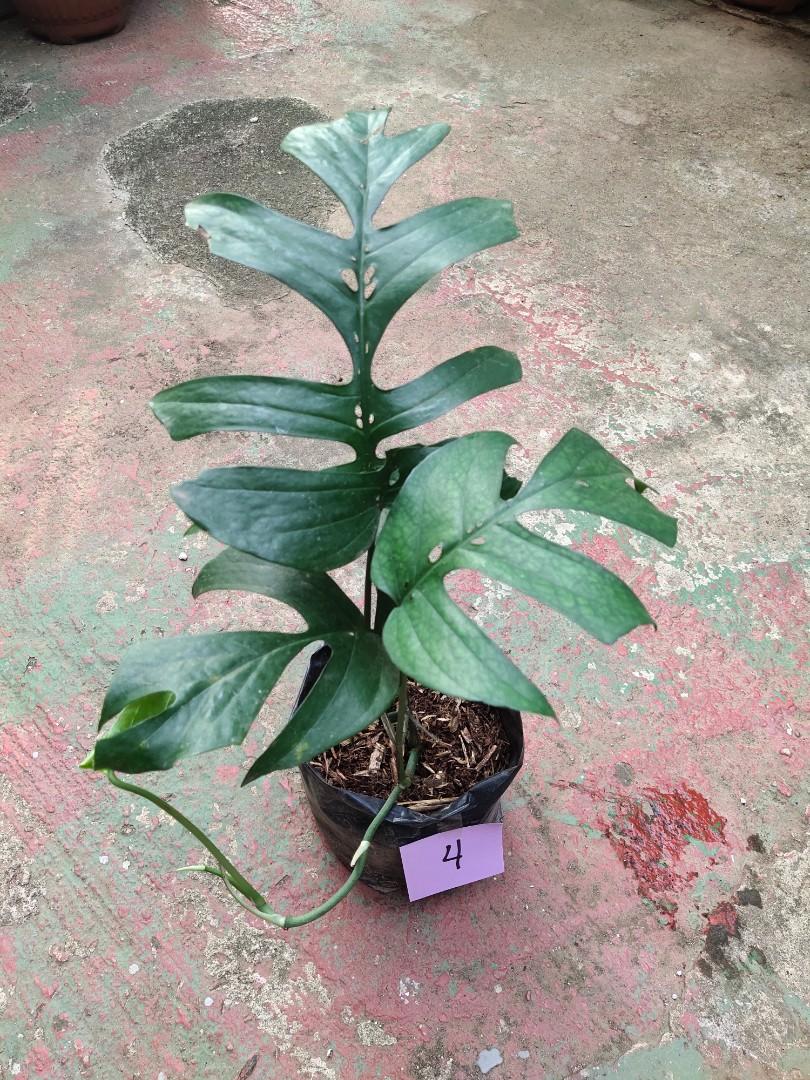 Amydrium (monstera family), trailing plant and dragons tail (tibatib ...