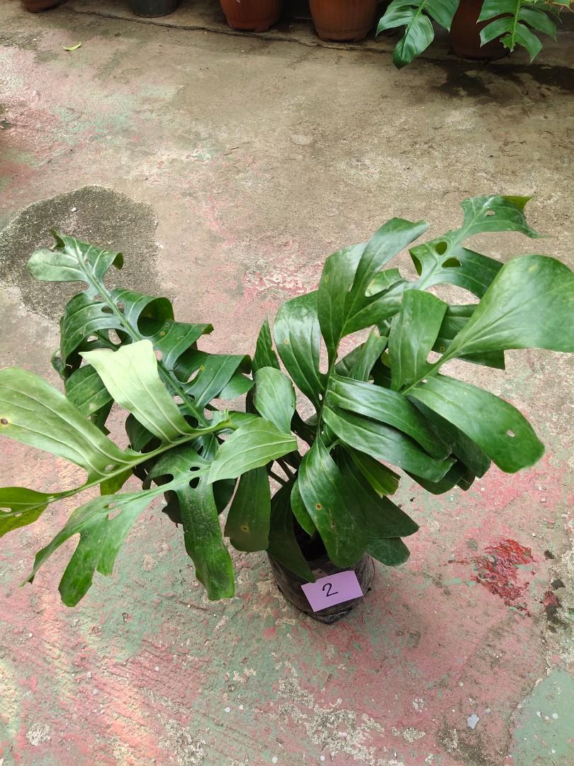 Amydrium (monstera family), trailing plant and dragons tail (tibatib ...