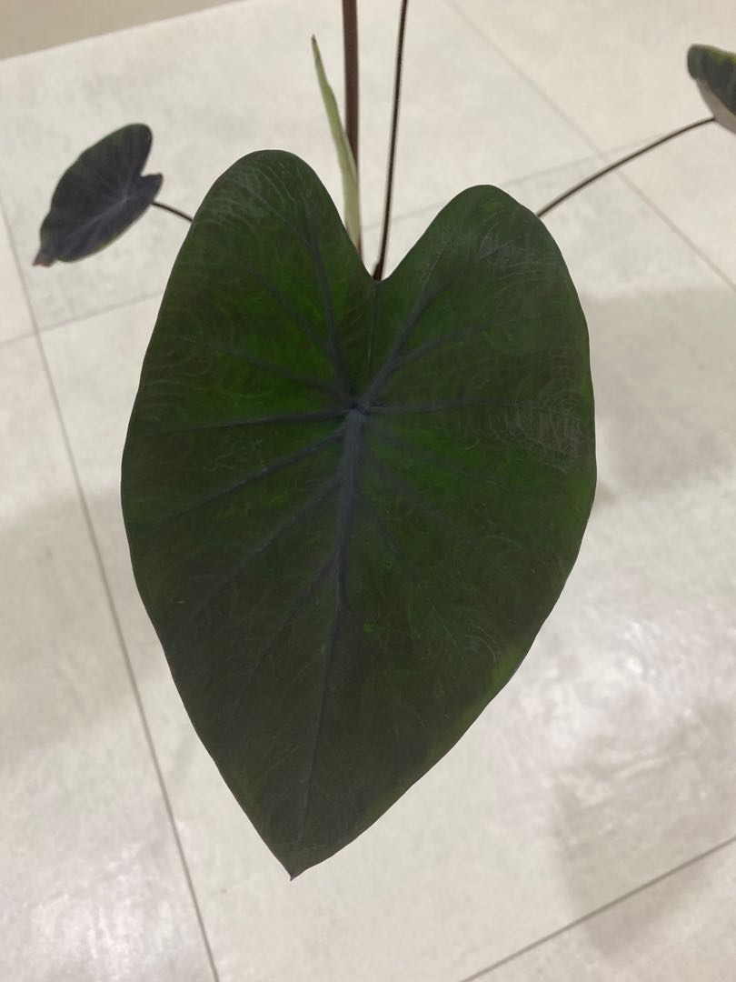 Colocasia black magic, Furniture & Home Living, Gardening, Plants ...