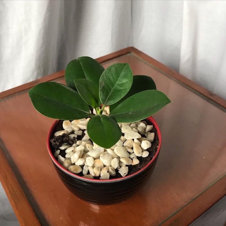 Ficus nana, Furniture & Home Living, Gardening, Plants & Seeds on Carousell