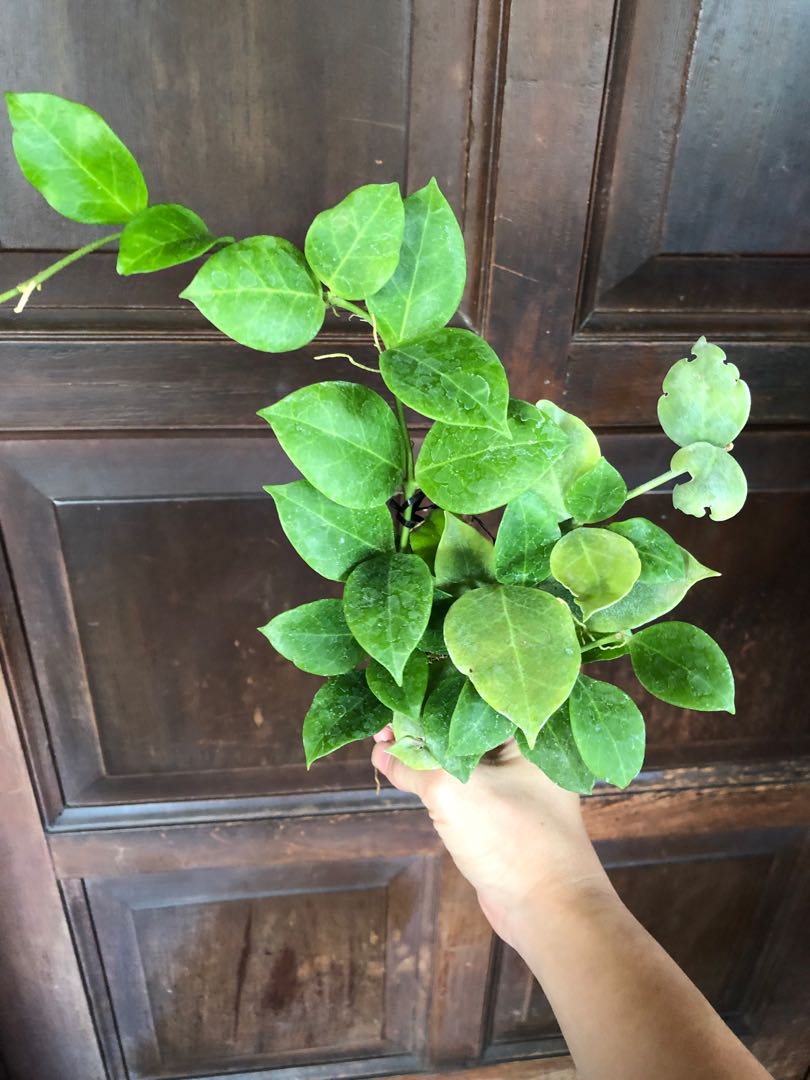 Hoya obscura vining trailing plant lush, Furniture & Home Living ...