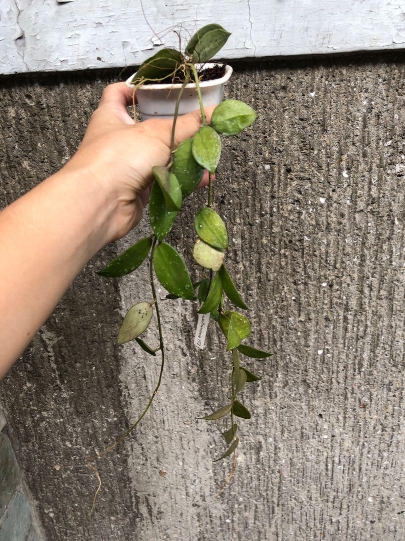 Hoya walliniana vining trailing plant, Furniture & Home Living ...
