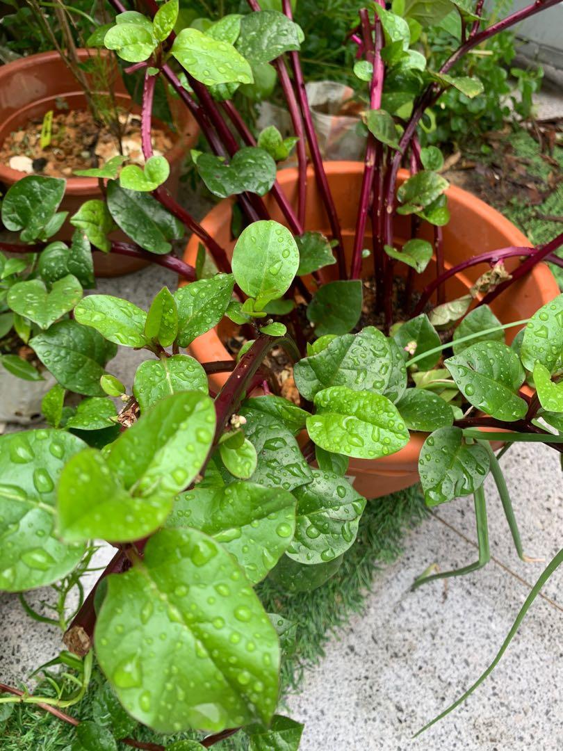 Seeds Di Huang Miao Emperor Sprout vine Spanish, Furniture & Home ...