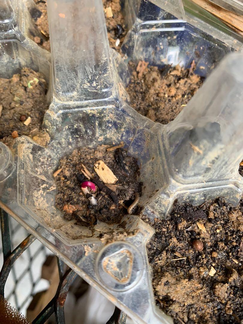 Seeds Di Huang Miao Emperor Sprout vine Spanish, Furniture & Home ...