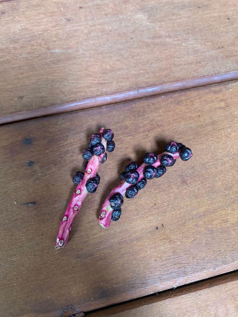 Seeds Di Huang Miao Emperor Sprout vine Spanish, Furniture & Home ...