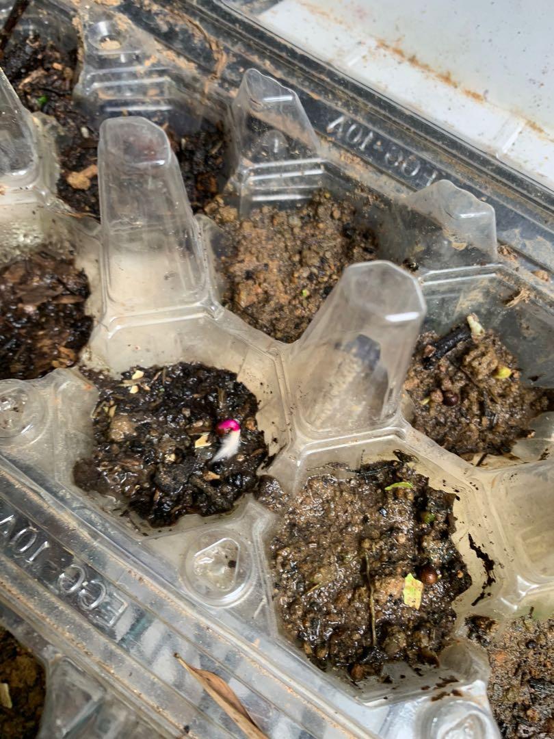 Seeds Di Huang Miao Emperor Sprout vine Spanish, Furniture & Home ...