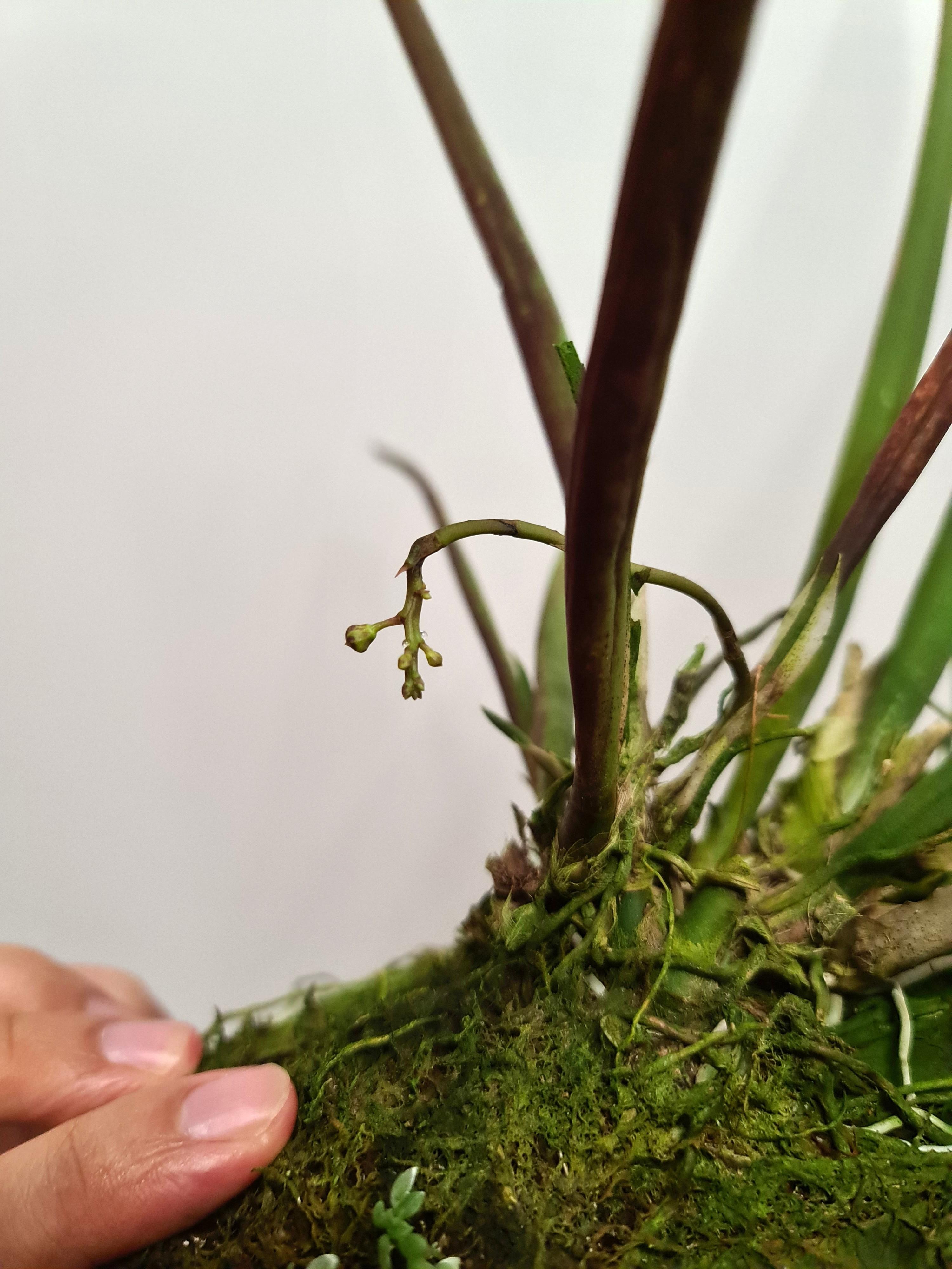 Trichocentrum Cebolleta Orchid, Furniture & Home Living, Gardening ...