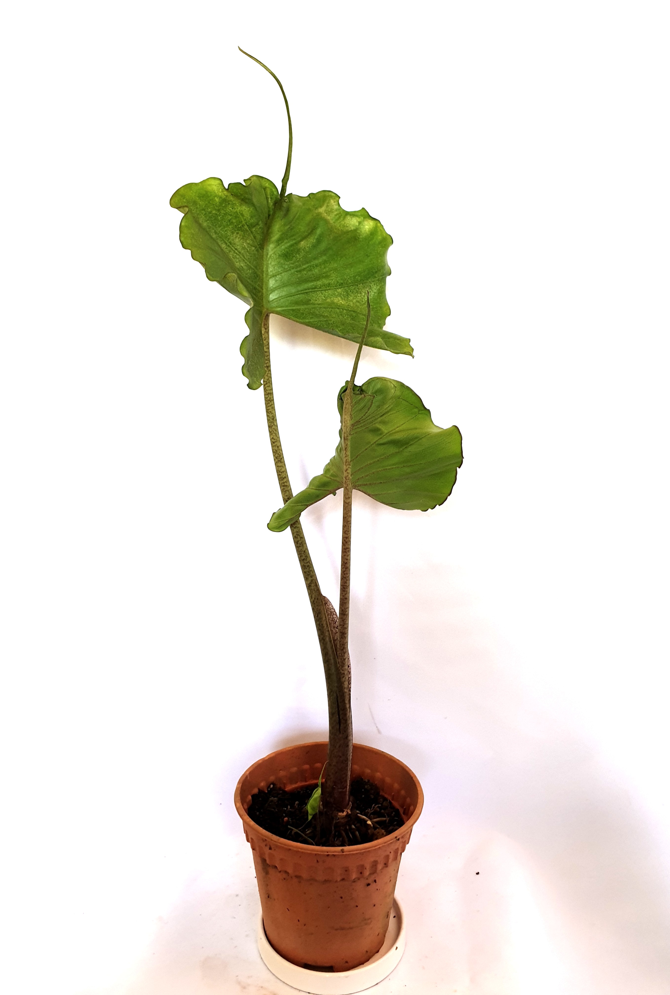 Alocasia Stingray, Furniture & Home Living, Gardening, Plants & Seeds ...