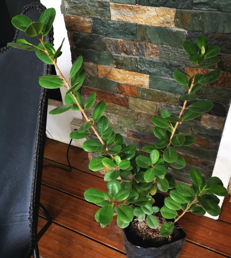 Ficus Nana/indoor/outdoor, Furniture & Home Living, Gardening, Plants ...