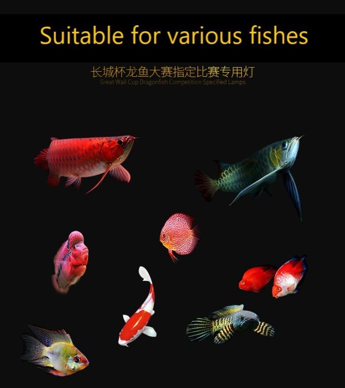 Mayin authorized SG seller-Mayin Arowana viewing light 2ft 3ft 4ft 5ft ...