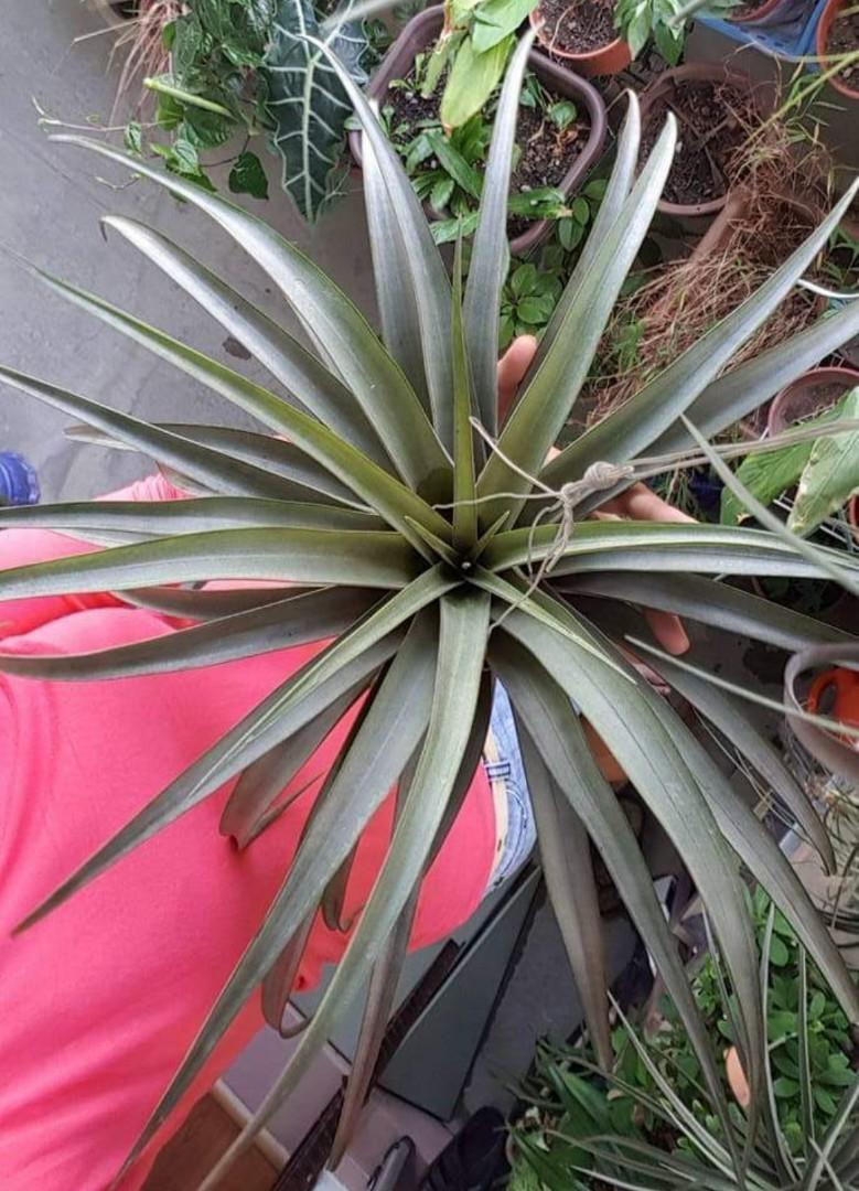 Tillandsia capitata 'Maroon' x capitata 'Yellow Copper leaf' (B ...