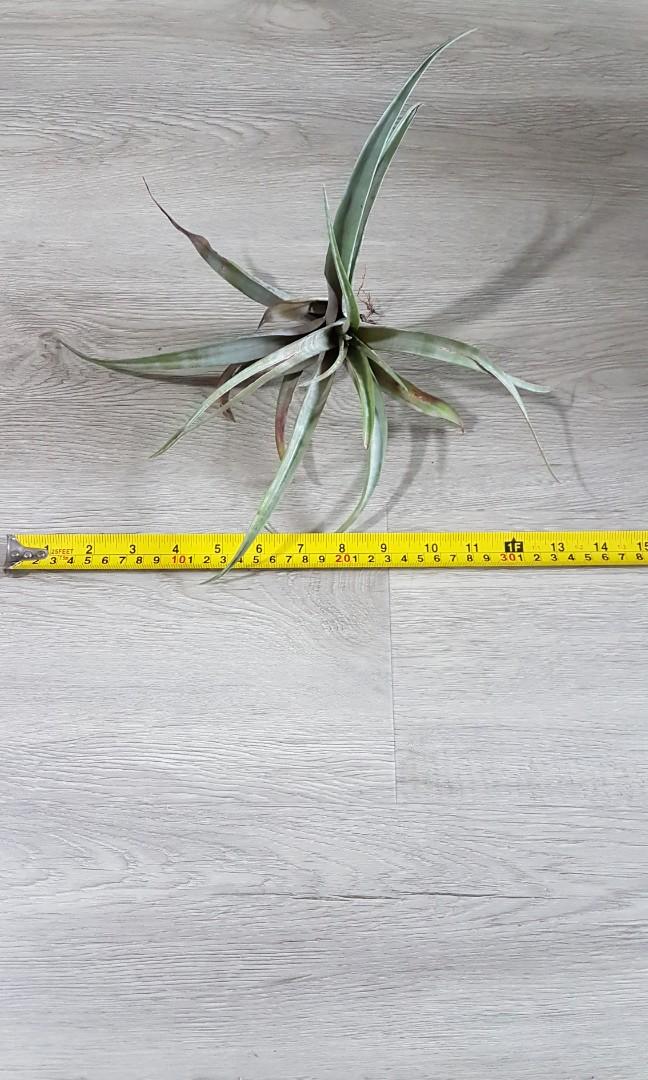 Tillandsia capitata 'Maroon' x capitata 'Yellow Copper leaf' (B ...