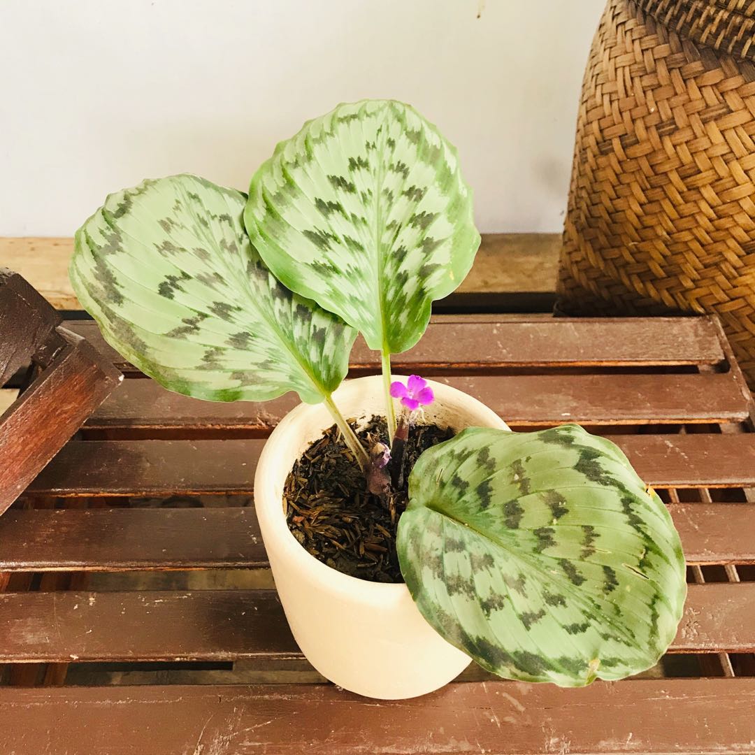 Calathea Peacock Ginger, Furniture & Home Living, Gardening, Plants ...