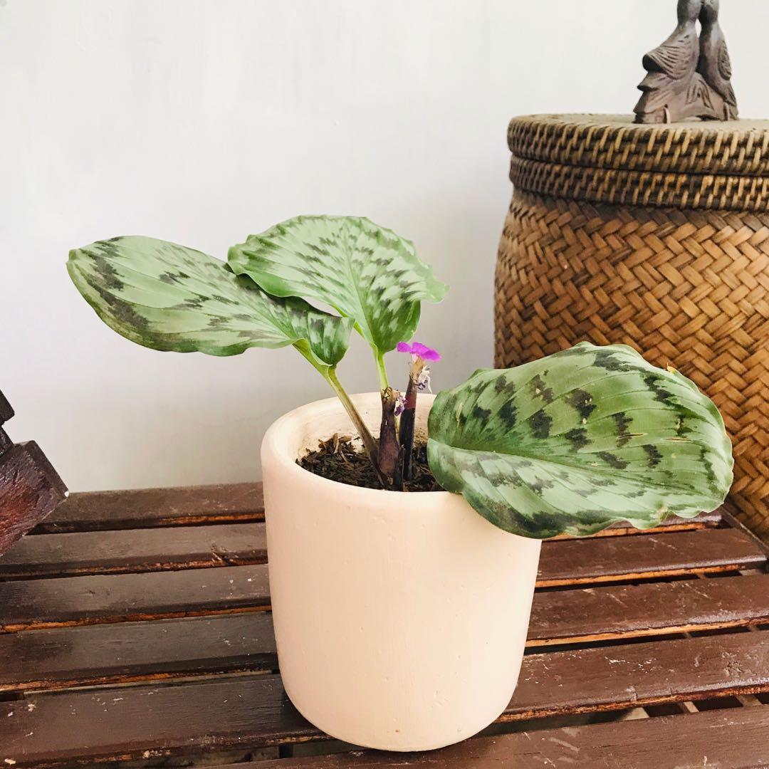 Calathea Peacock Ginger, Furniture & Home Living, Gardening, Plants ...