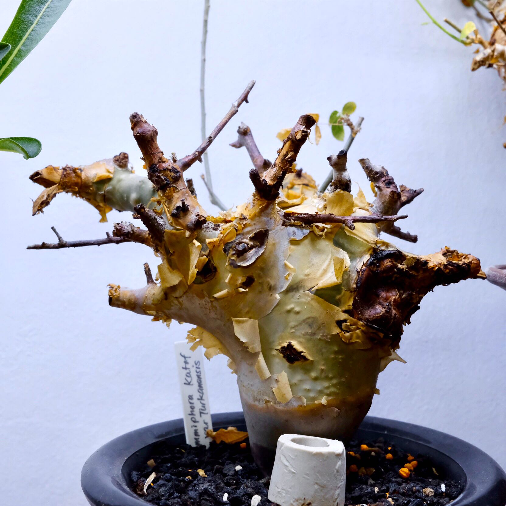 Commiphora kataf subs. turkanensis, Furniture & Home Living, Gardening ...