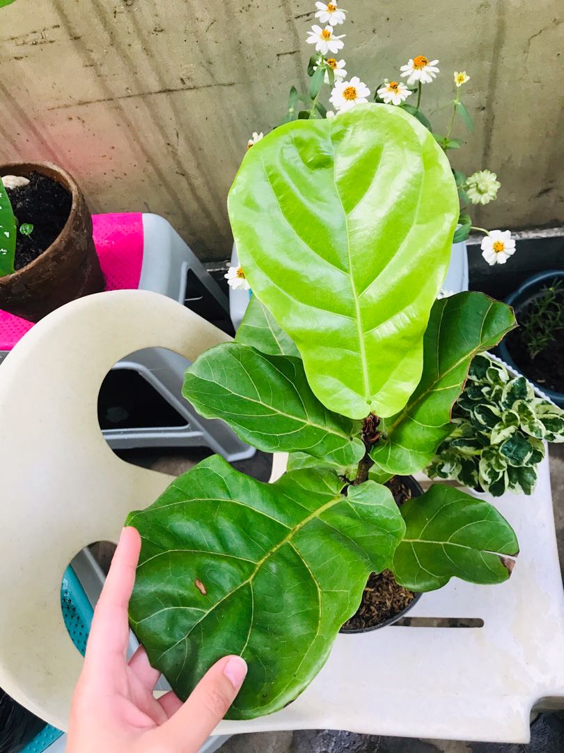 Fiddle leaf fig, Furniture & Home Living, Gardening, Plants & Seeds on ...