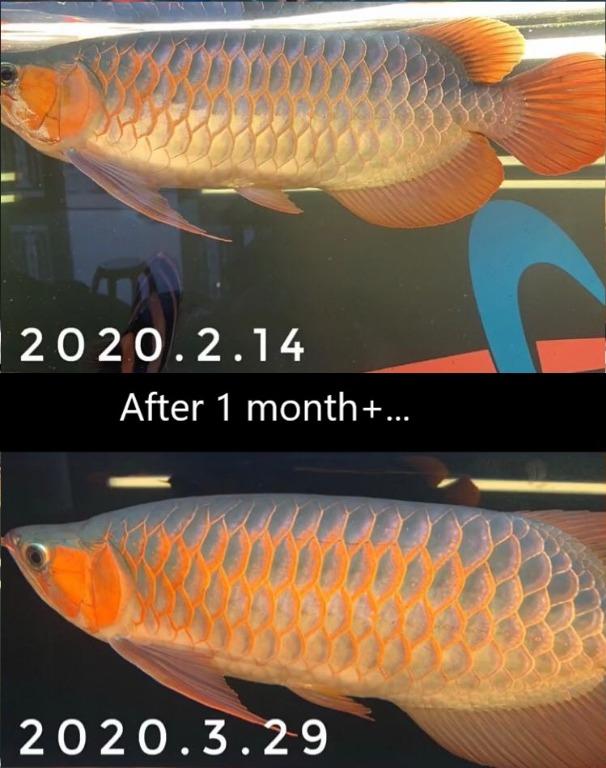 Mayin authorized SG seller-Mayin T5 2700k Tanning light +UV 3ft 4ft 5ft ...