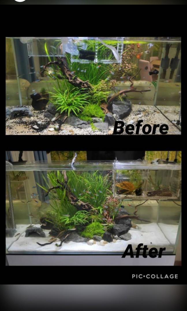 Planted tank scaping and maintenace, Pet Supplies, Homes & Other Pet ...
