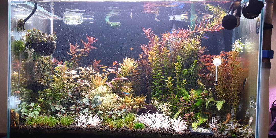 Planted tank scaping and maintenace, Pet Supplies, Homes & Other Pet ...