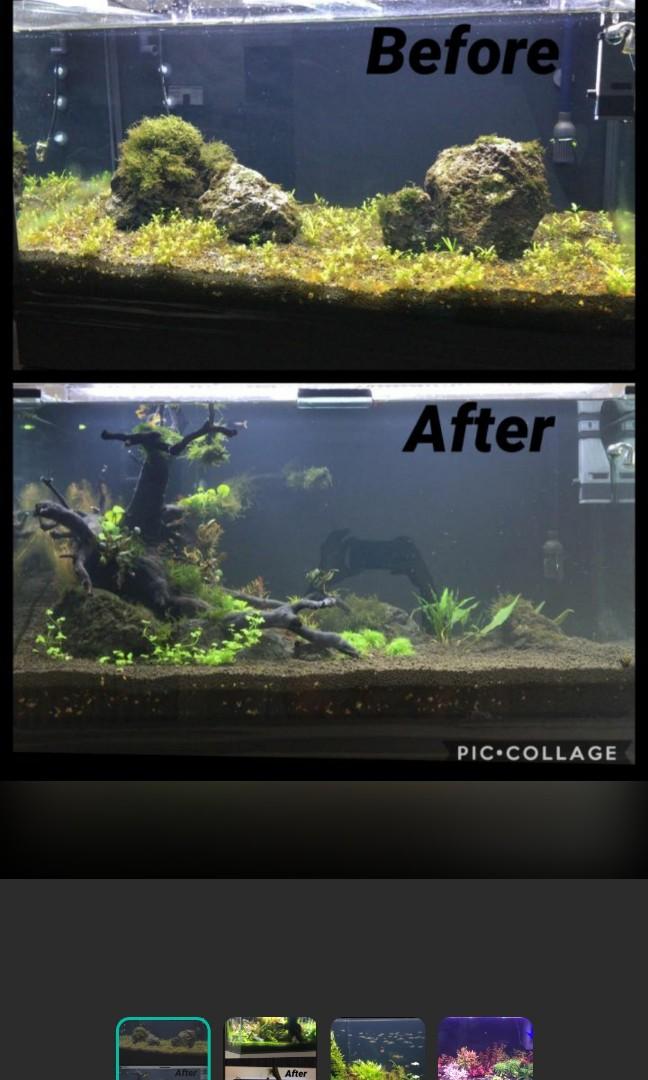 Planted tank scaping and maintenace, Pet Supplies, Homes & Other Pet ...