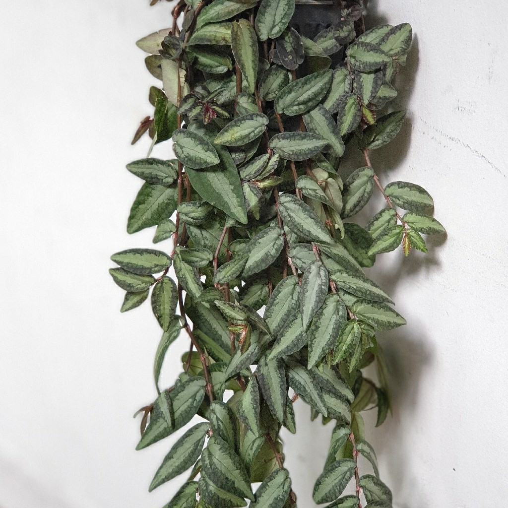 Pellionia Repens, Furniture & Home Living, Gardening, Plants & Seeds on ...