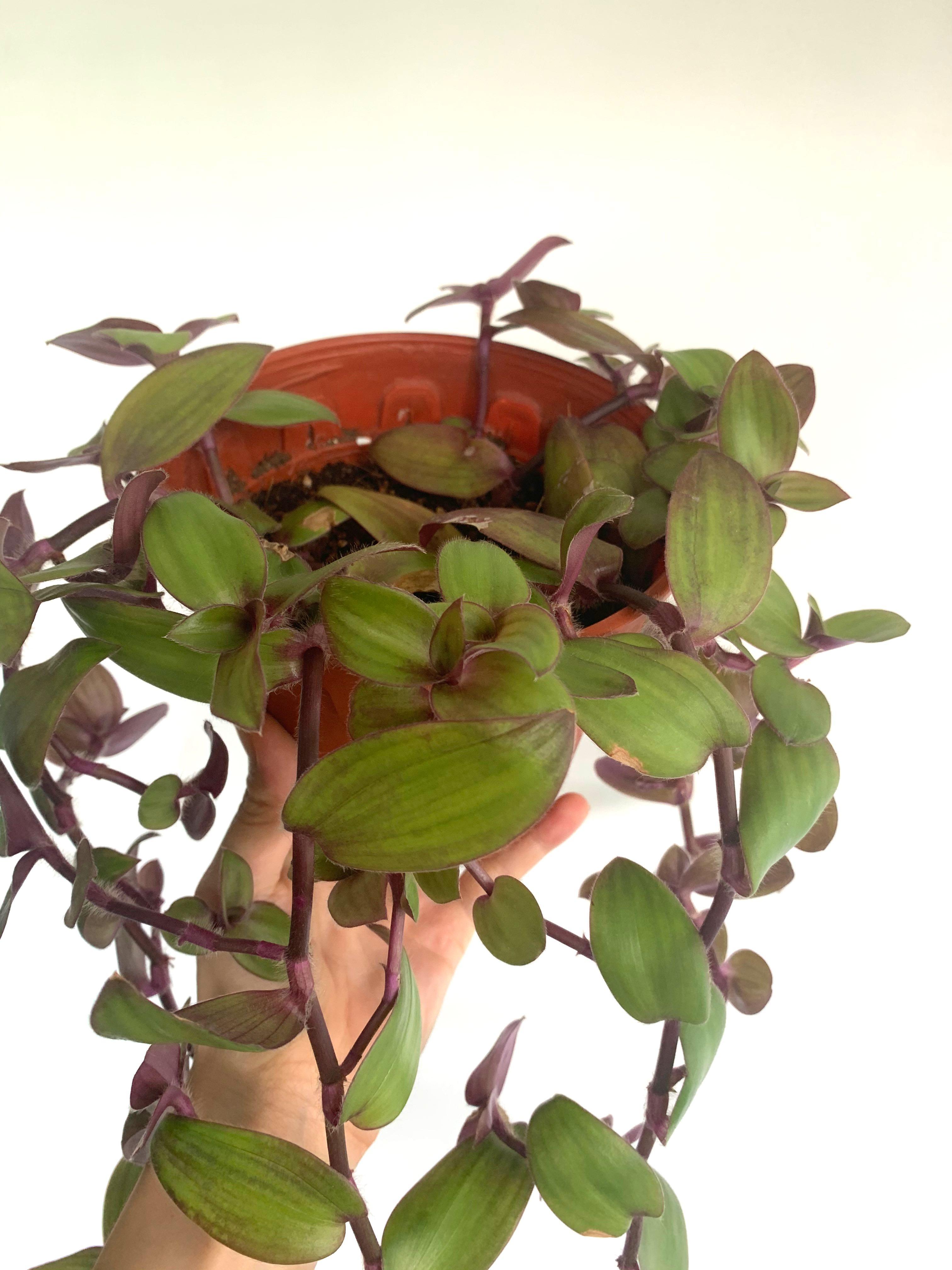 Edible Tradescantia / Wandering Jew / Shui Gui Cao, Furniture & Home ...