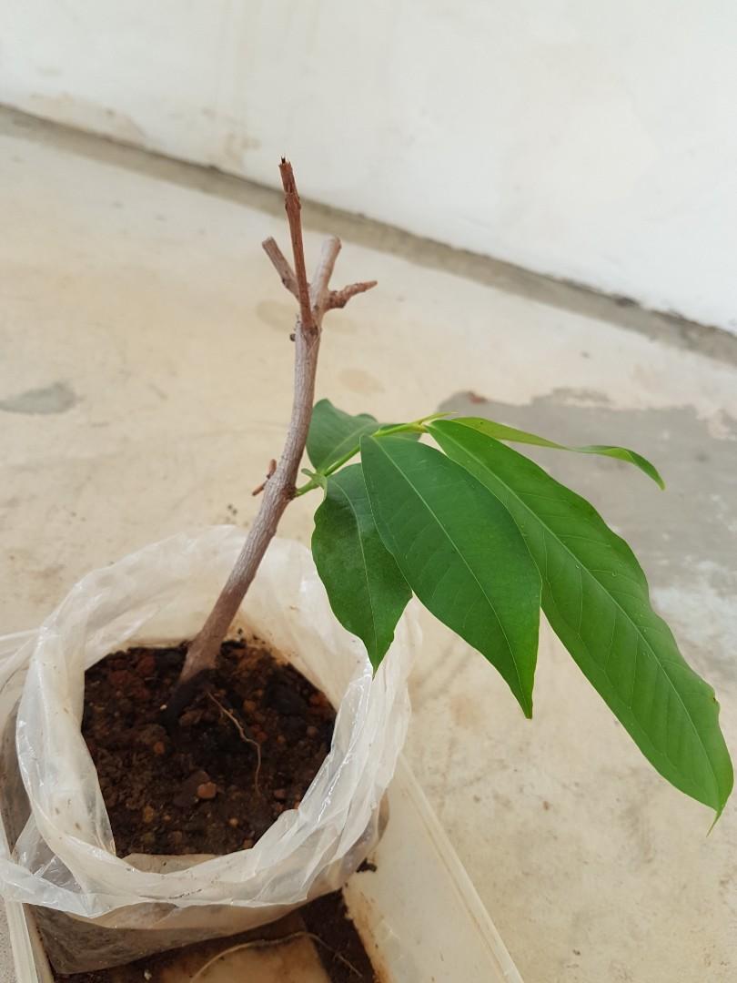 Jambu Rose Apple Java Apple Potted Garden Plant, Furniture & Home ...