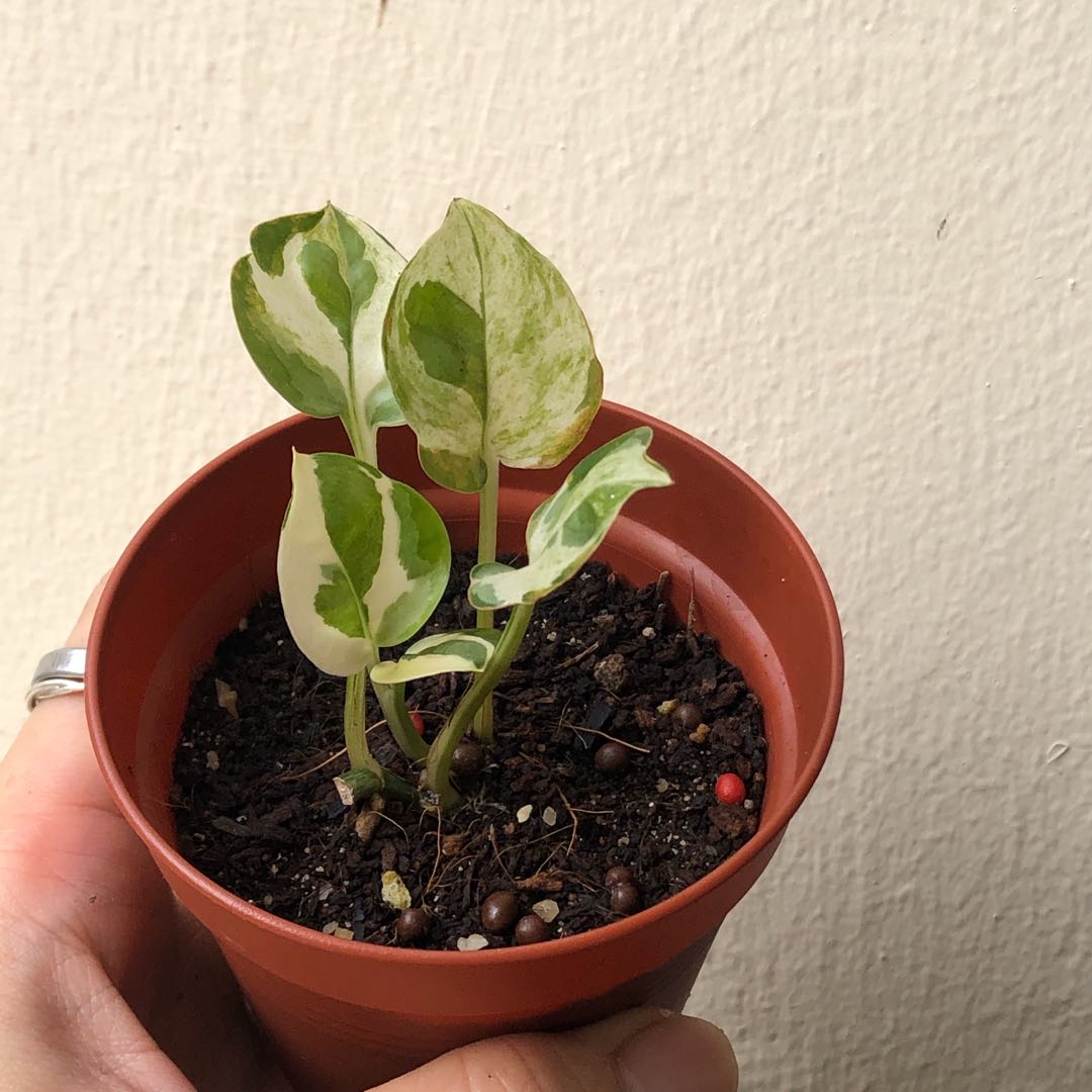 Super Cute Variegated Pothos N'joy aka Money Plant., Furniture & Home ...