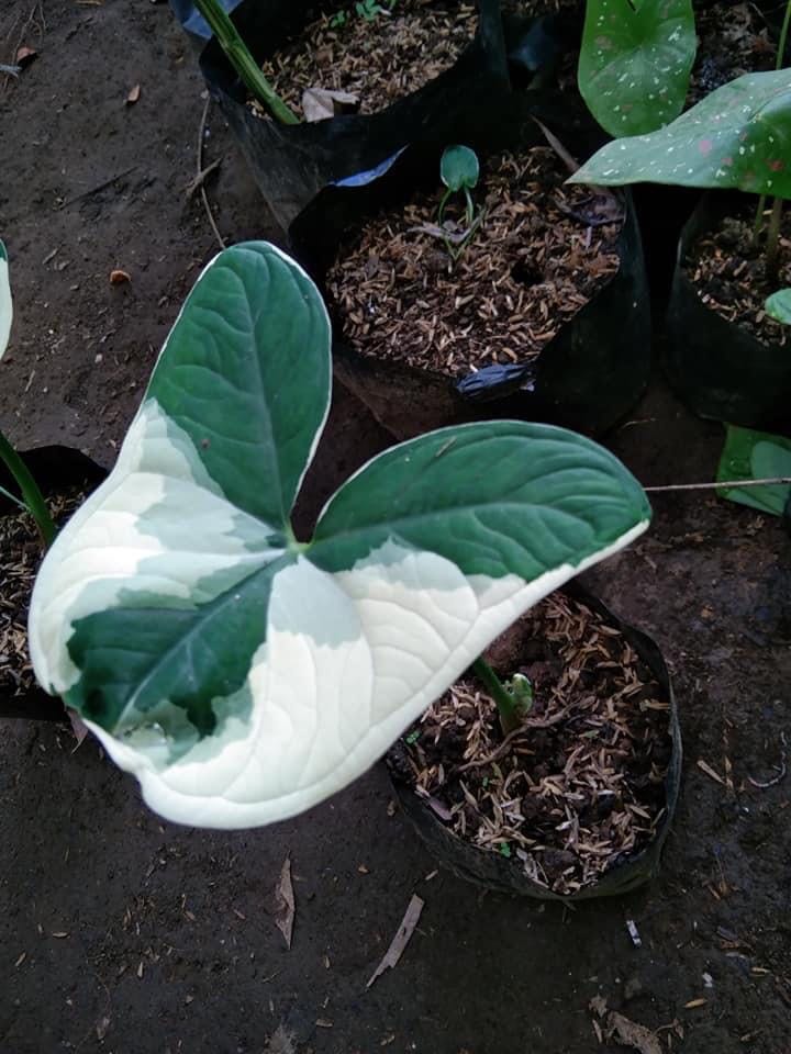 Variegated Mickey Mouse caladium, Furniture & Home Living, Gardening ...