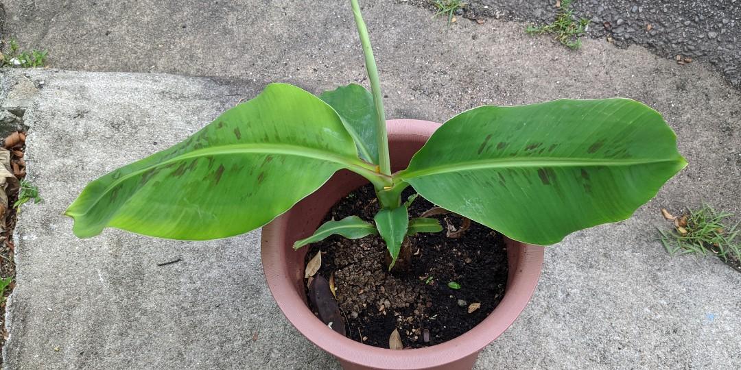 Banana Tree / Sapling, Furniture & Home Living, Gardening, Plants ...