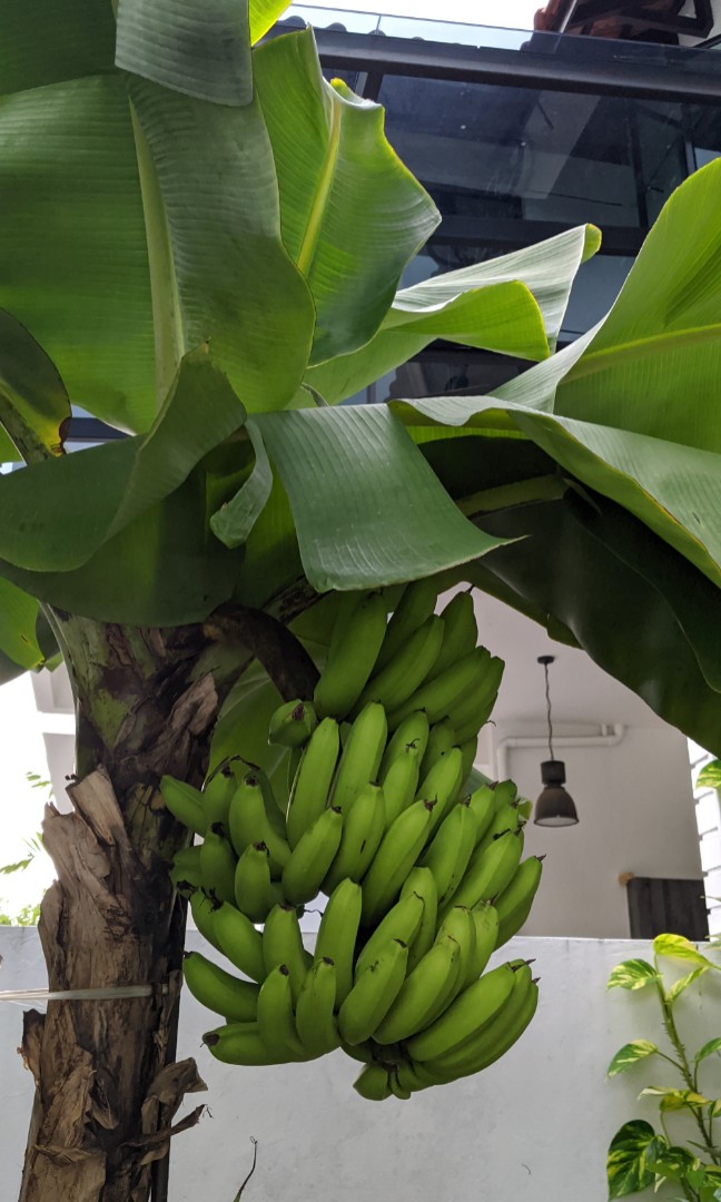 Banana Tree / Sapling, Furniture & Home Living, Gardening, Plants ...