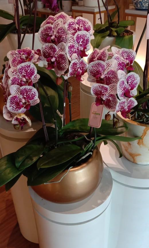 Bunga anggrek orchid, Perkebunan di Carousell