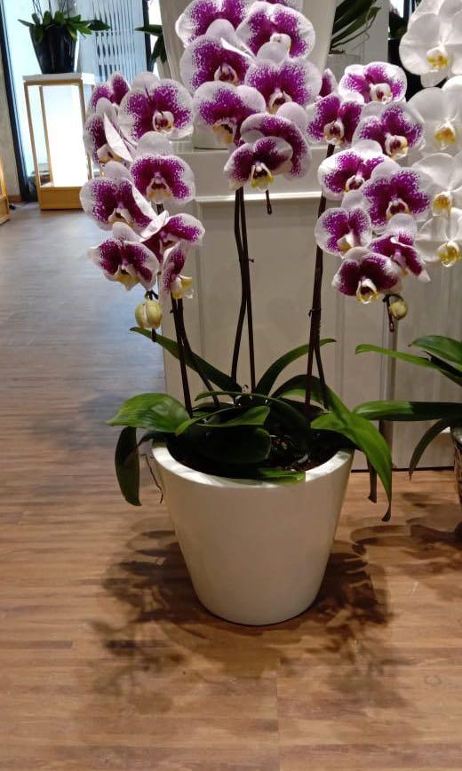 Bunga anggrek orchid, Perkebunan di Carousell