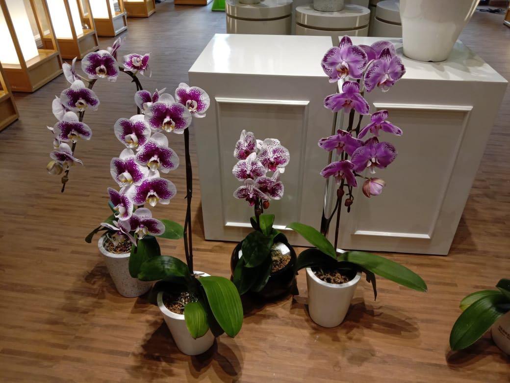 Bunga anggrek orchid, Perkebunan di Carousell