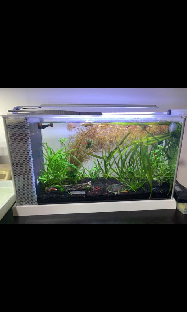 Fluval spec 19L (3mths old), Pet Supplies, Homes & Other Pet ...