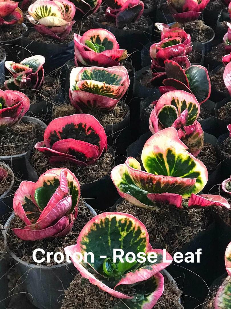 Imported Croton rose plant from Thailand, Furniture & Home Living ...