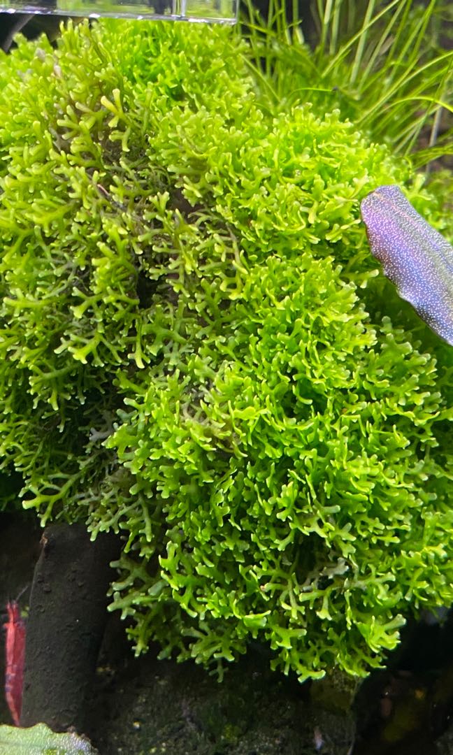 Mini pellia (free growing), Furniture & Home Living, Gardening, Plants ...