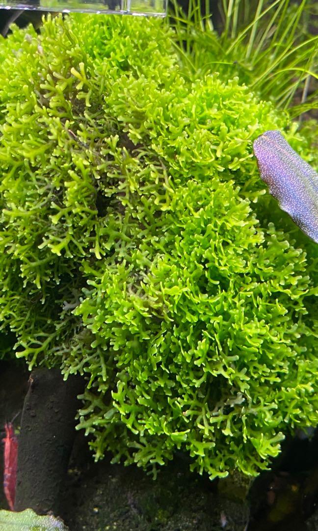 Mini Pellia Free Growing Furniture And Home Living Gardening Plants And Seeds On Carousell