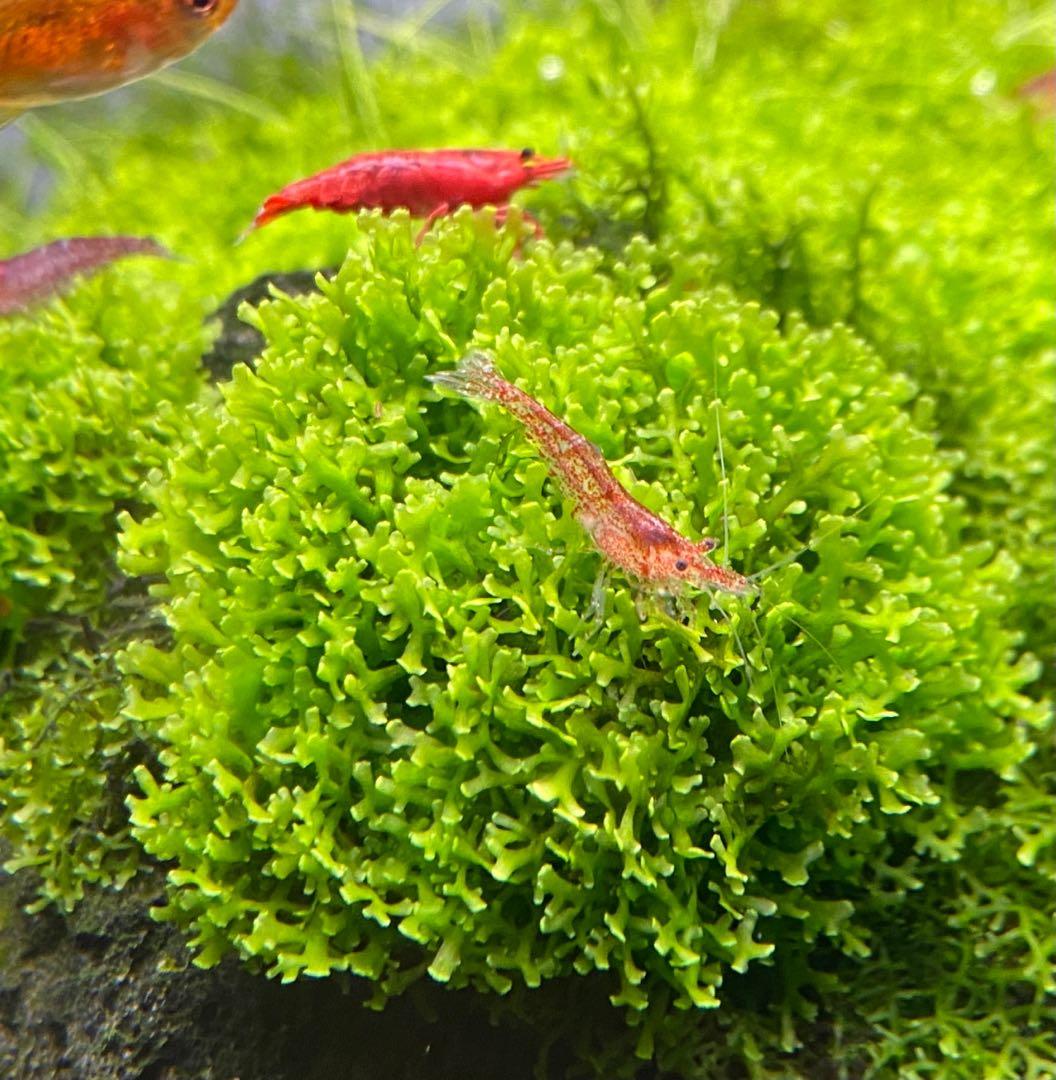 Mini pellia (free growing), Furniture & Home Living, Gardening, Plants ...