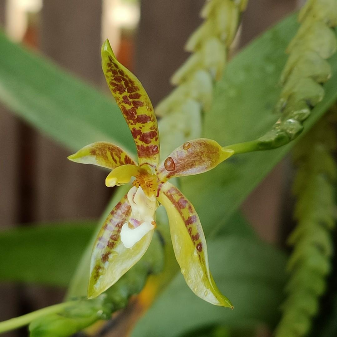 Specimen phal cornu-cervi phalaenopsis orchid clump, Furniture & Home ...