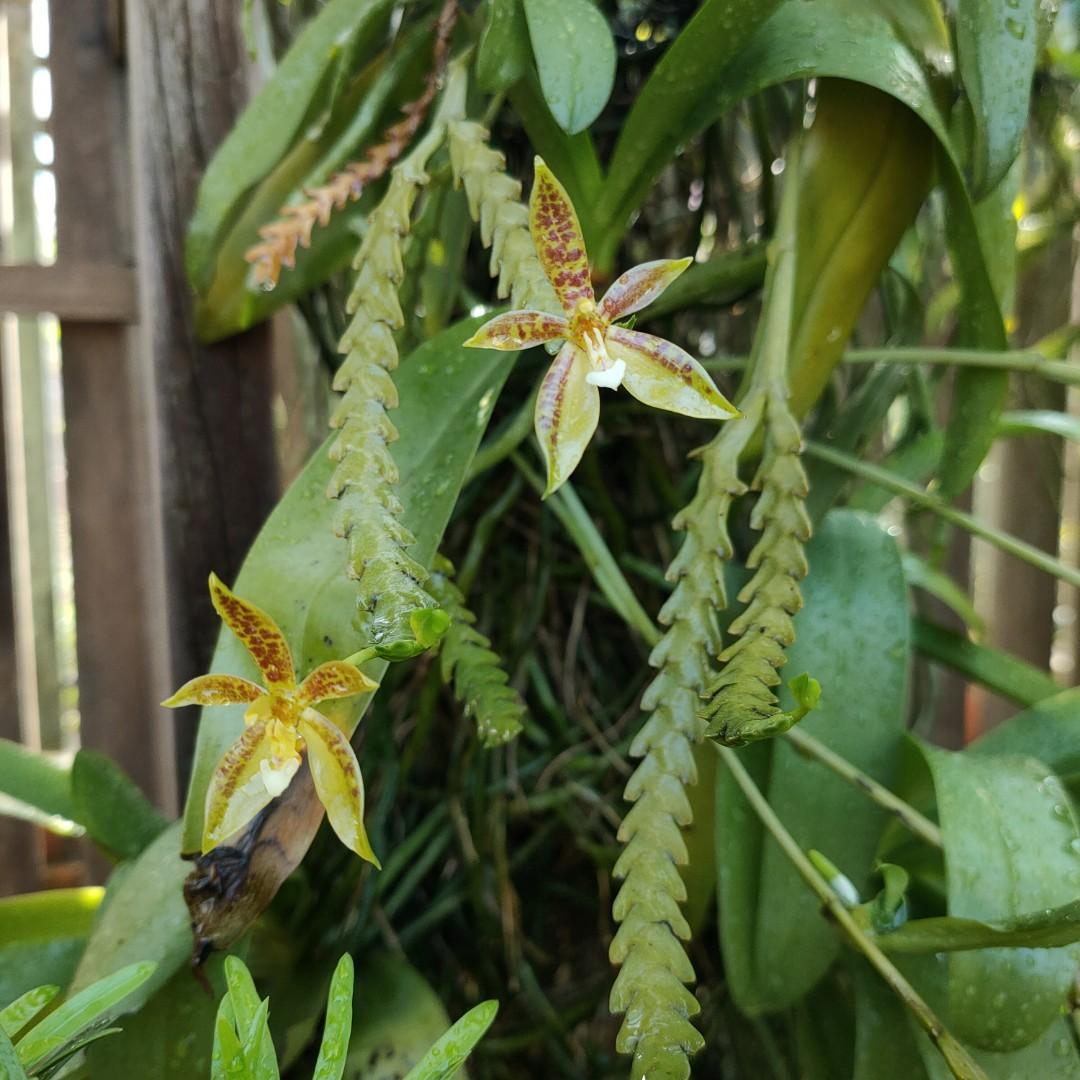 Specimen phal cornu-cervi phalaenopsis orchid clump, Furniture & Home ...