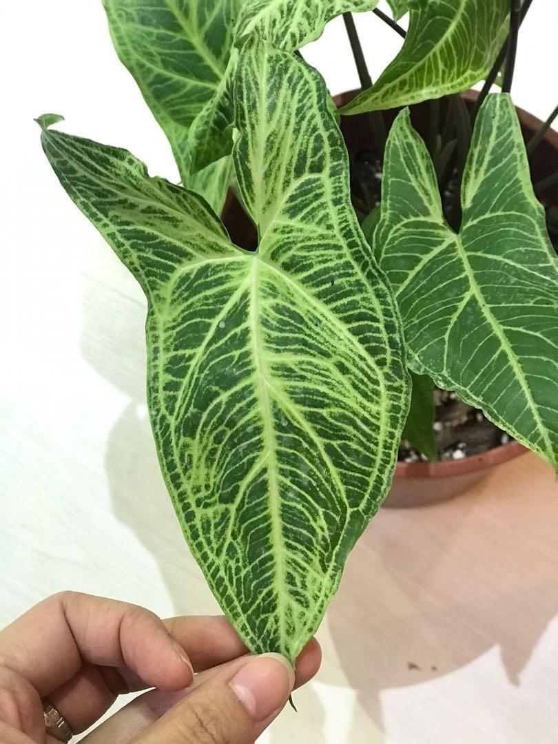 Syngonium Variegated/ Syngonium Batik / Syngonium Sp, Furniture & Home ...