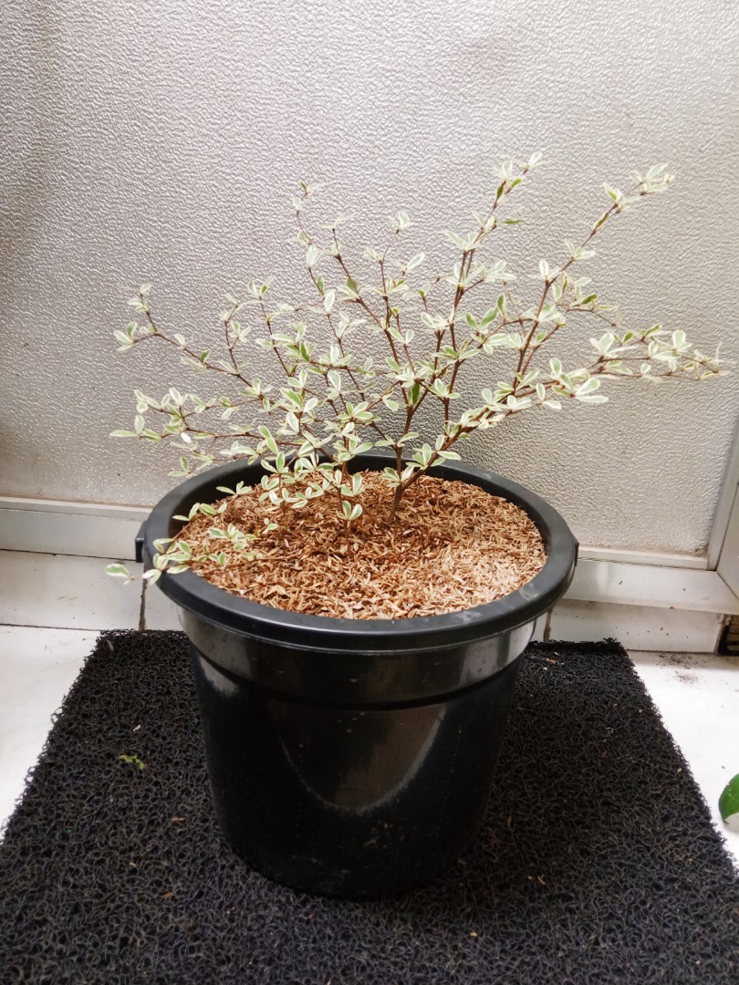 Variegated African Talisay Plant, Furniture & Home Living, Gardening ...