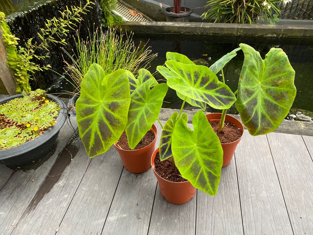 Colocasia Illustris, Furniture & Home Living, Gardening, Plants & Seeds ...