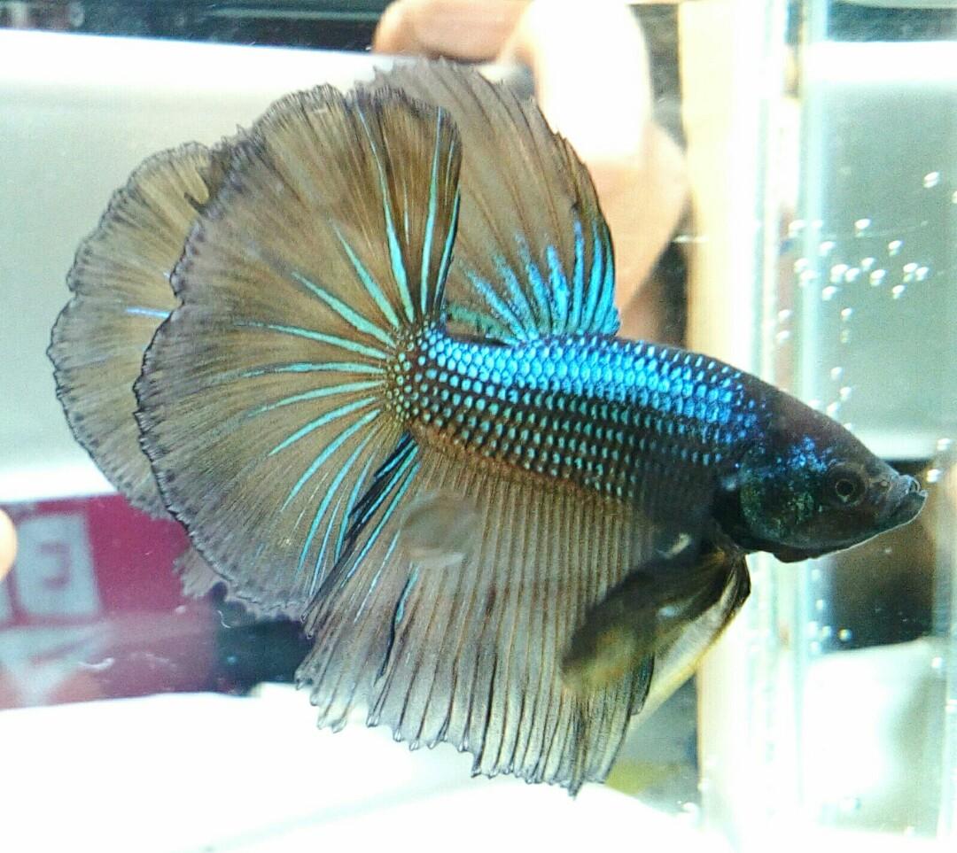 Cupang Hm : Wajib Tau 12 Fakta Unik Dan Menarik Tentang Ikan Cupang ...